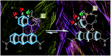 Enhancing the biocompatibility of rhodamine fluorescent probes by a ...