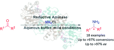 Asymmetric synthesis of primary amines catalyzed by thermotolerant ...