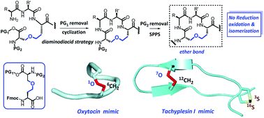 Chemical synthesis and biological activity of peptides incorporating an ...