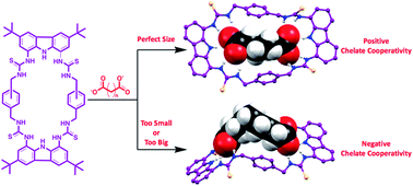 Conformationally adaptable macrocyclic receptors for ditopic anions ...