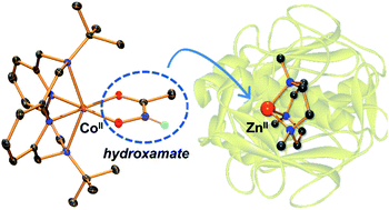 Mechanistic insight into hydroxamate transfer reaction mimicking the ...