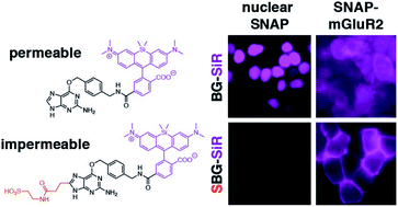 Interrogating surface versus intracellular transmembrane receptor ...