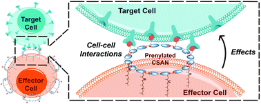 Engineering reversible cell–cell interactions using enzymatically ...