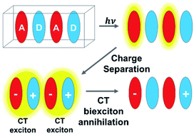 Charge-transfer biexciton annihilation in a donor–acceptor co-crystal ...