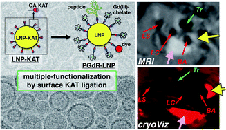 LDL-mimetic lipid nanoparticles prepared by surface KAT ligation for in ...