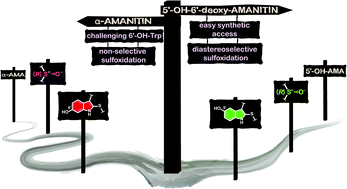 Meeting key synthetic challenges in amanitin synthesis with a new ...