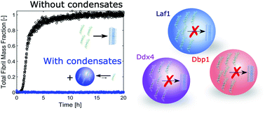 Sequestration within biomolecular condensates inhibits Aβ-42 amyloid ...