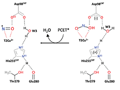 Nature of the copper-nitrosyl intermediates of copper nitrite ...