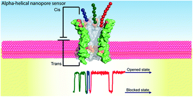 Designed alpha-helical barrels for charge-selective peptide ...
