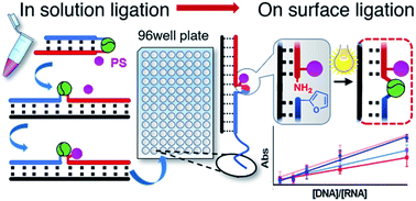 Visible-light triggered templated ligation on surface using furan ...