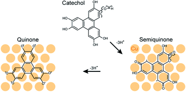 Copper-assisted oxidation of catechols into quinone derivatives ...