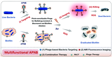 A photo-sensitizable phage for multidrug-resistant Acinetobacter ...