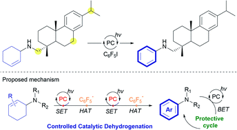 Synthesis of N-aryl amines enabled by photocatalytic dehydrogenation ...