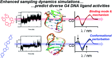 Enhanced sampling molecular dynamics simulations correctly predict the ...