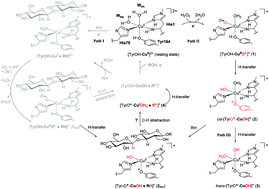 The role of the active site tyrosine in the mechanism of lytic ...