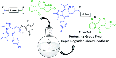 Rapid synthesis of pomalidomide-conjugates for the development of ...