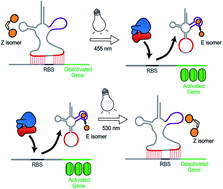Photochemical control of bacterial gene expression based on trans ...