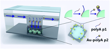 Microfluidic synthesis of high-valence programmable atom-like nanoparticles for reliable sensing ...