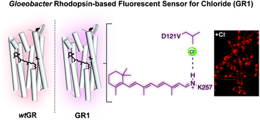 A single point mutation converts a proton-pumping rhodopsin into a red ...