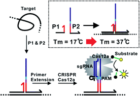 Amplified detection of nucleic acids and proteins using an isothermal ...