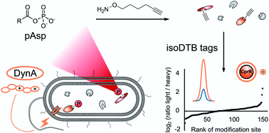 A tailored phosphoaspartate probe unravels CprR as a response regulator ...