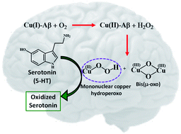 Intermediates involved in serotonin oxidation catalyzed by Cu bound Aβ ...