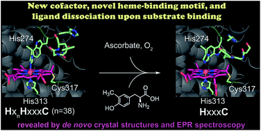 A novel catalytic heme cofactor in SfmD with a single thioether bond ...