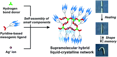 Self-healing and shape memory functions exhibited by supramolecular liquid-crystalline networks ...