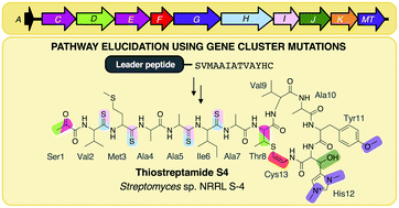 Understanding thioamitide biosynthesis using pathway engineering and ...