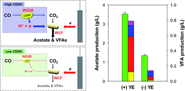Increased CODH activity in a bioelectrochemical system improves ...