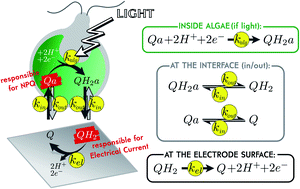 Underlying mechanisms in microbial solar cells: how modeling can help ...