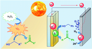 Revealing the contribution of singlet oxygen in the ...