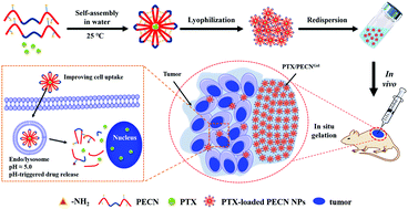 An injectable thermosensitive hydrogel self-supported by nanoparticles ...