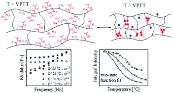 Poly(vinylamine-co-N-isopropylacrylamide) linear polymer and hydrogels ...