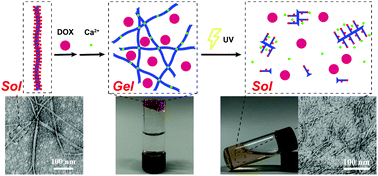 Metal ion and light sequentially induced sol–gel–sol transition of a ...