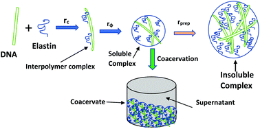 Ubiquity of complex coacervation of DNA and proteins in aqueous ...