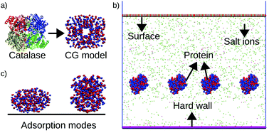 Controlling protein adsorption modes electrostatically - Soft Matter ...