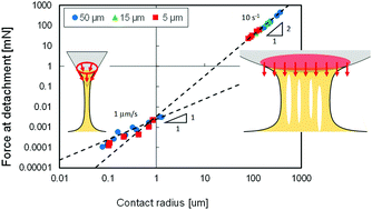 Scaling effect on the detachment of pressure-sensitive adhesives ...