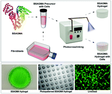 Synthesis and characterization of photocrosslinkable albumin-based ...