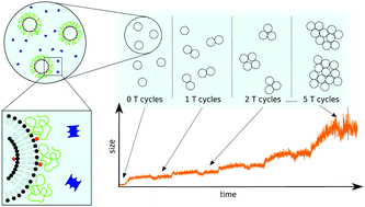 Step-wise linking of vesicles by combining reversible and irreversible ...
