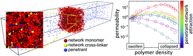 Tuning the selective permeability of polydisperse polymer networks ...