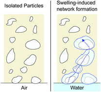 Water transport in polymer composites through swelling-induced networks ...