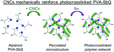 Cellulose nanocrystals for gelation and percolation-induced ...
