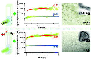 Pulsed electric fields induce modulation of protein liquid–liquid phase ...
