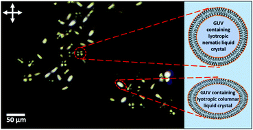 Production of giant unilamellar vesicles and encapsulation of lyotropic ...