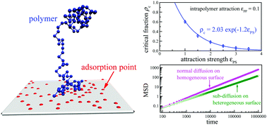 Simulation study on the critical adsorption and diffusion of polymer ...