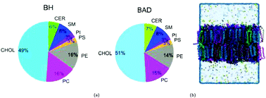 Effects of lipid heterogeneity on model human brain lipid membranes ...