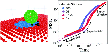 Substrate stiffness tunes the dynamics of polyvalent rolling motors ...