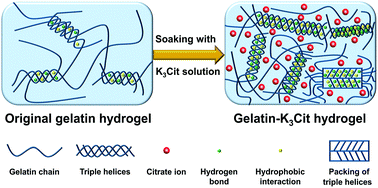 Strengthening gelatin hydrogels using the Hofmeister effect - Soft ...