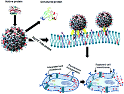 Protein–nanoparticle interactions and a new insight - Soft Matter (RSC ...